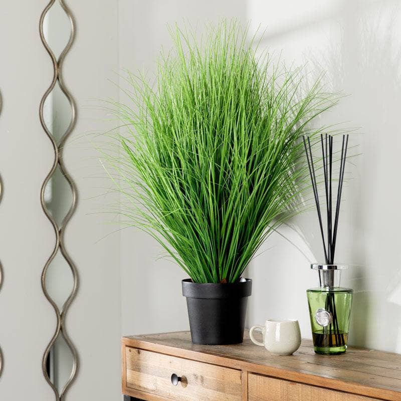 Modern Indoor Grass Plants
